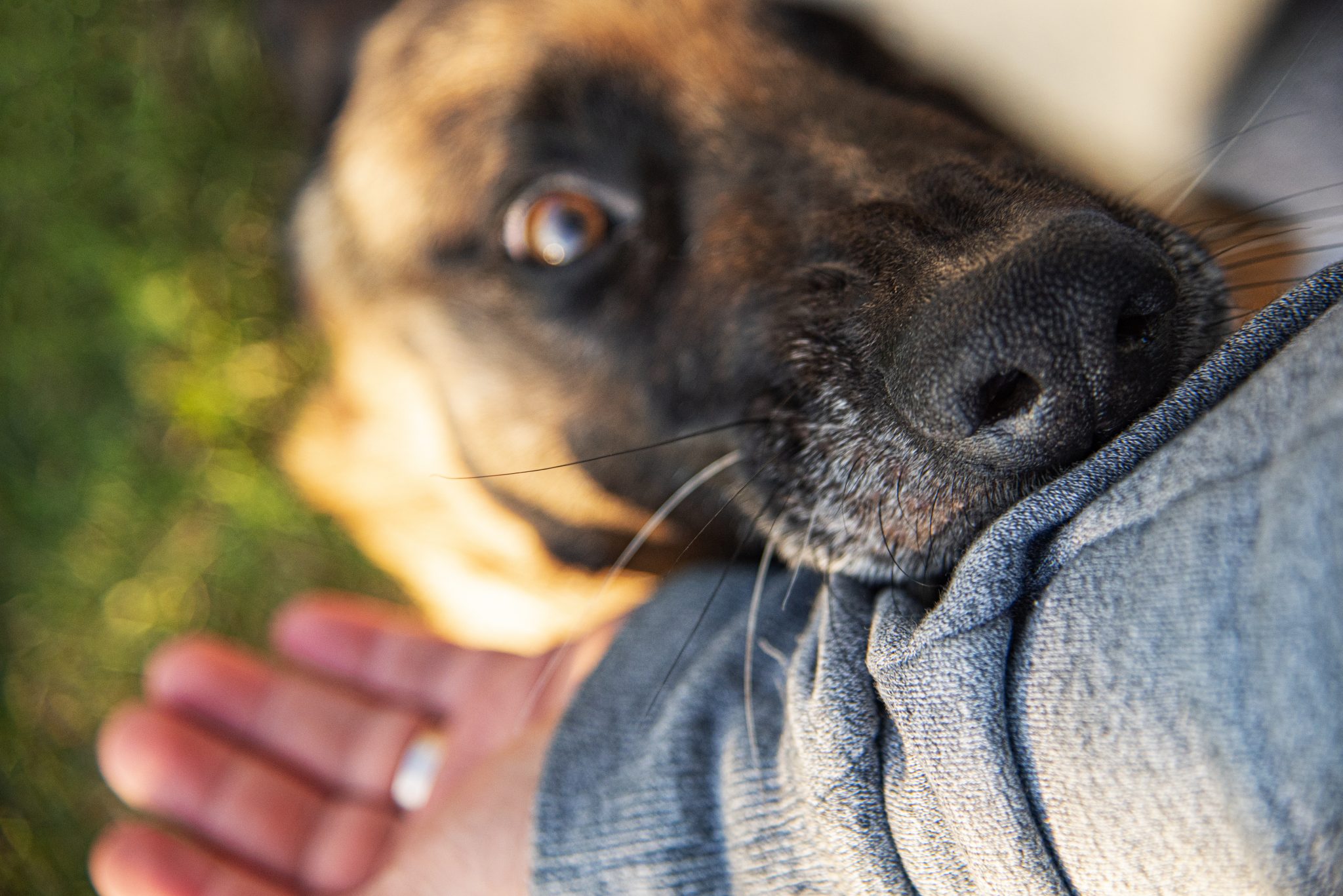 Why Dog Bite Victims Should Seek Legal Help in Wisconsin | Law Offices ...